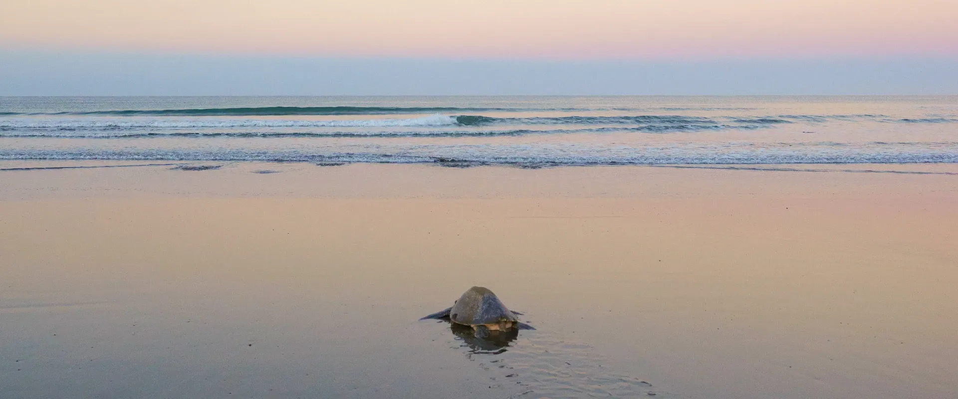 See Green Sea Turtles Nest in Costa Rica’s Tortuguero National Park
